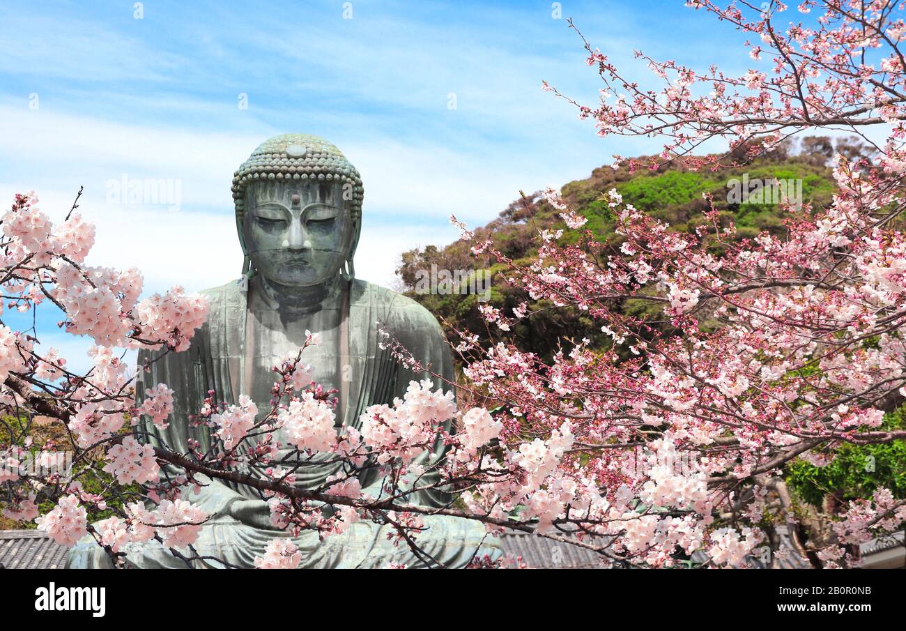 The Great Buddha and flowers of sakura, Kotoku-in temple, Japan, Asia ...