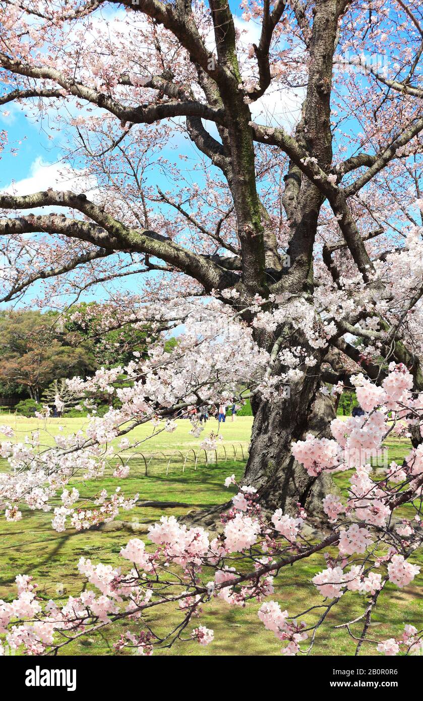 Japanese hanami festival when people enjoy sakura blossom. Cherry ...
