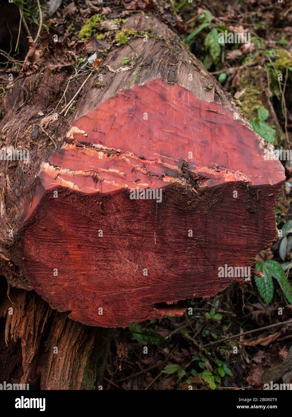 Redtree hi-res stock photography and images - Alamy