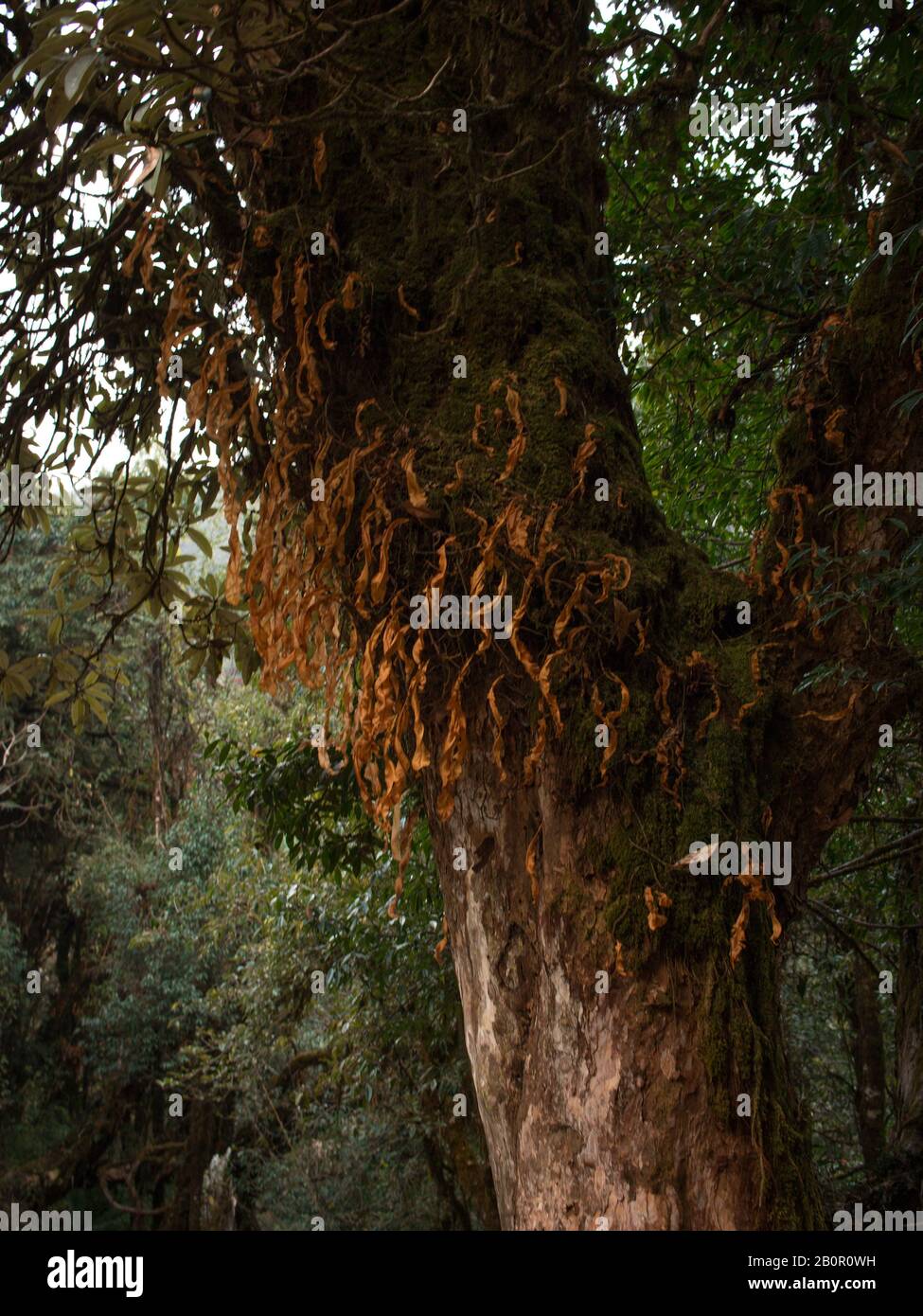 Jungletree hi-res stock photography and images - Alamy