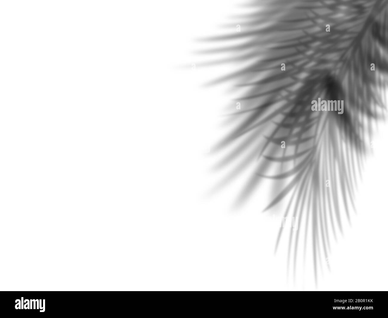 Sunlight on fern leaf Black and White Stock Photos & Images - Alamy