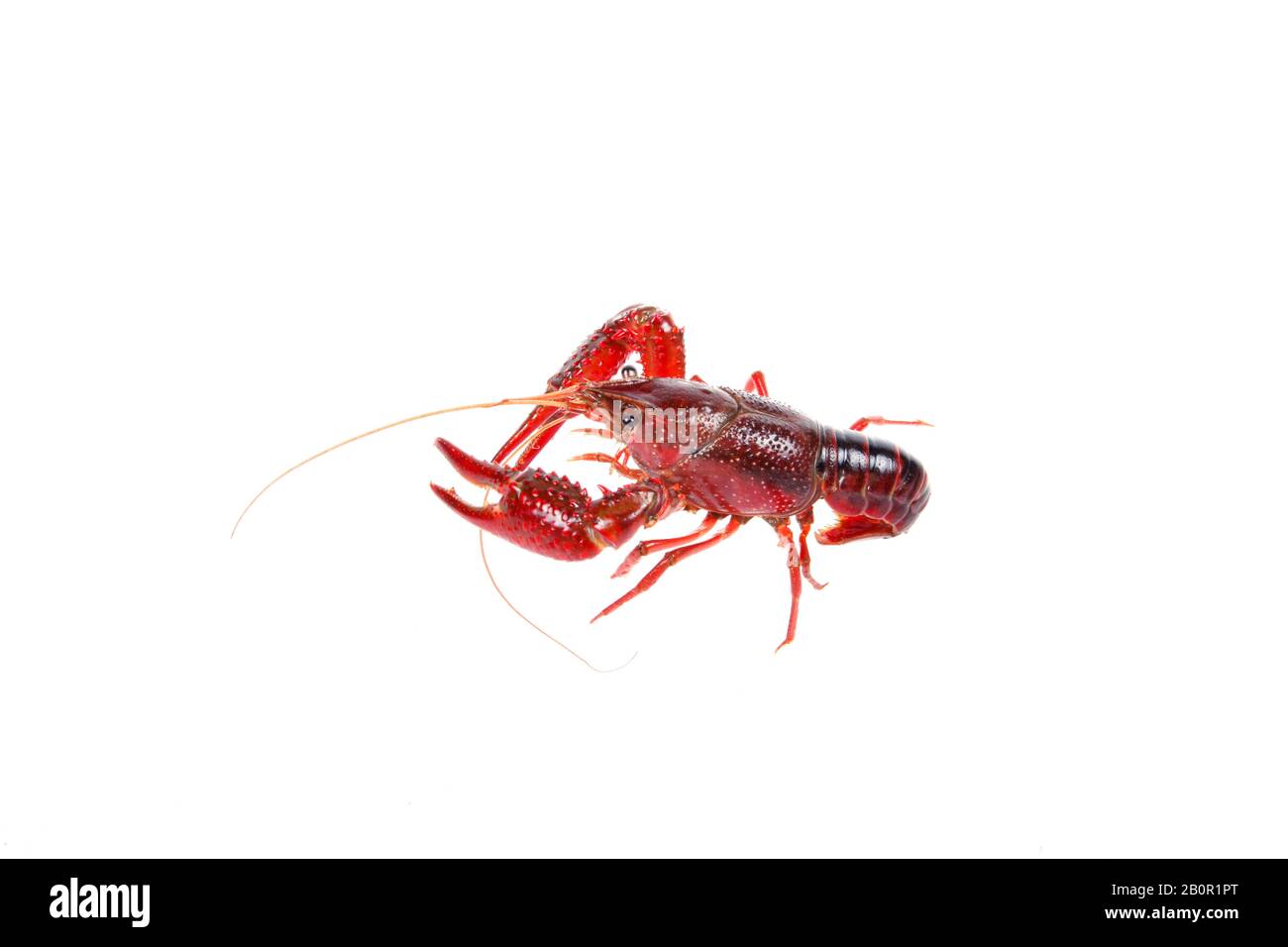 Crawfish, white background, close-up Stock Photo - Alamy
