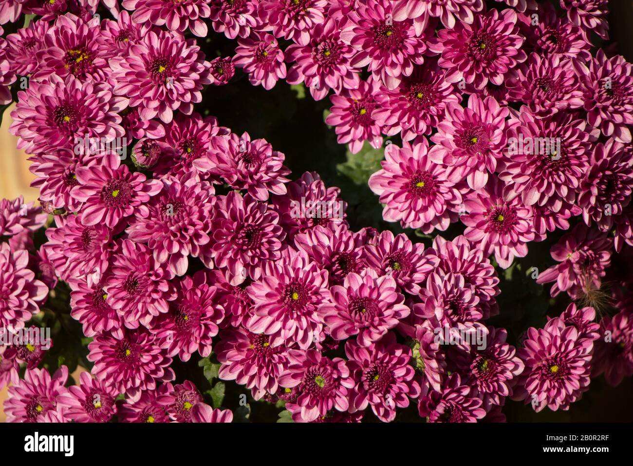 A close up photo of a bunch of chrysanthemum flowers Stock Photo - Alamy