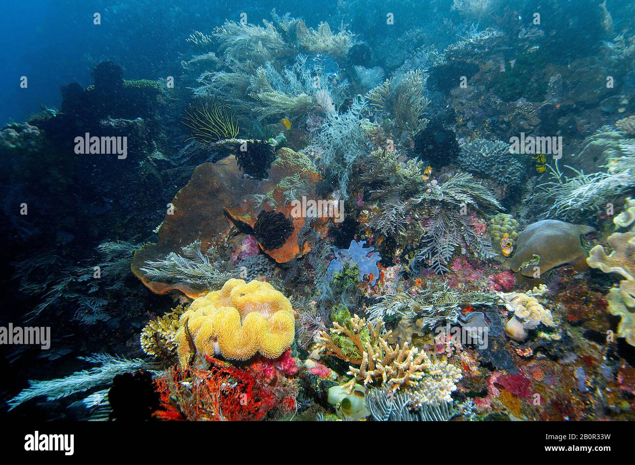 Healthy and biodiverse coral reef in the Pengah Kecil dive site, Komodo ...