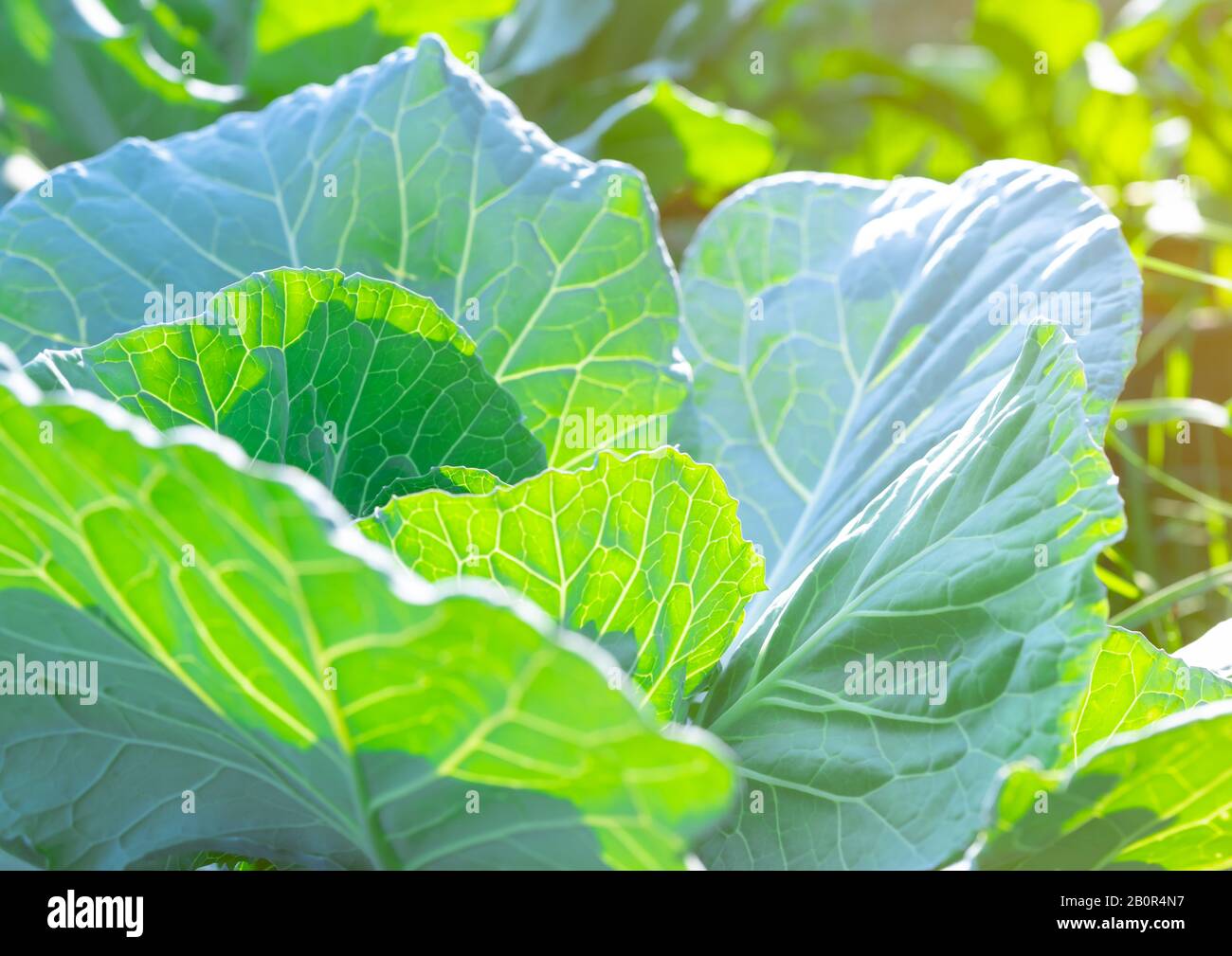 Green leaves of vegetable in garden. Leafy green vegetable. Rich source ...