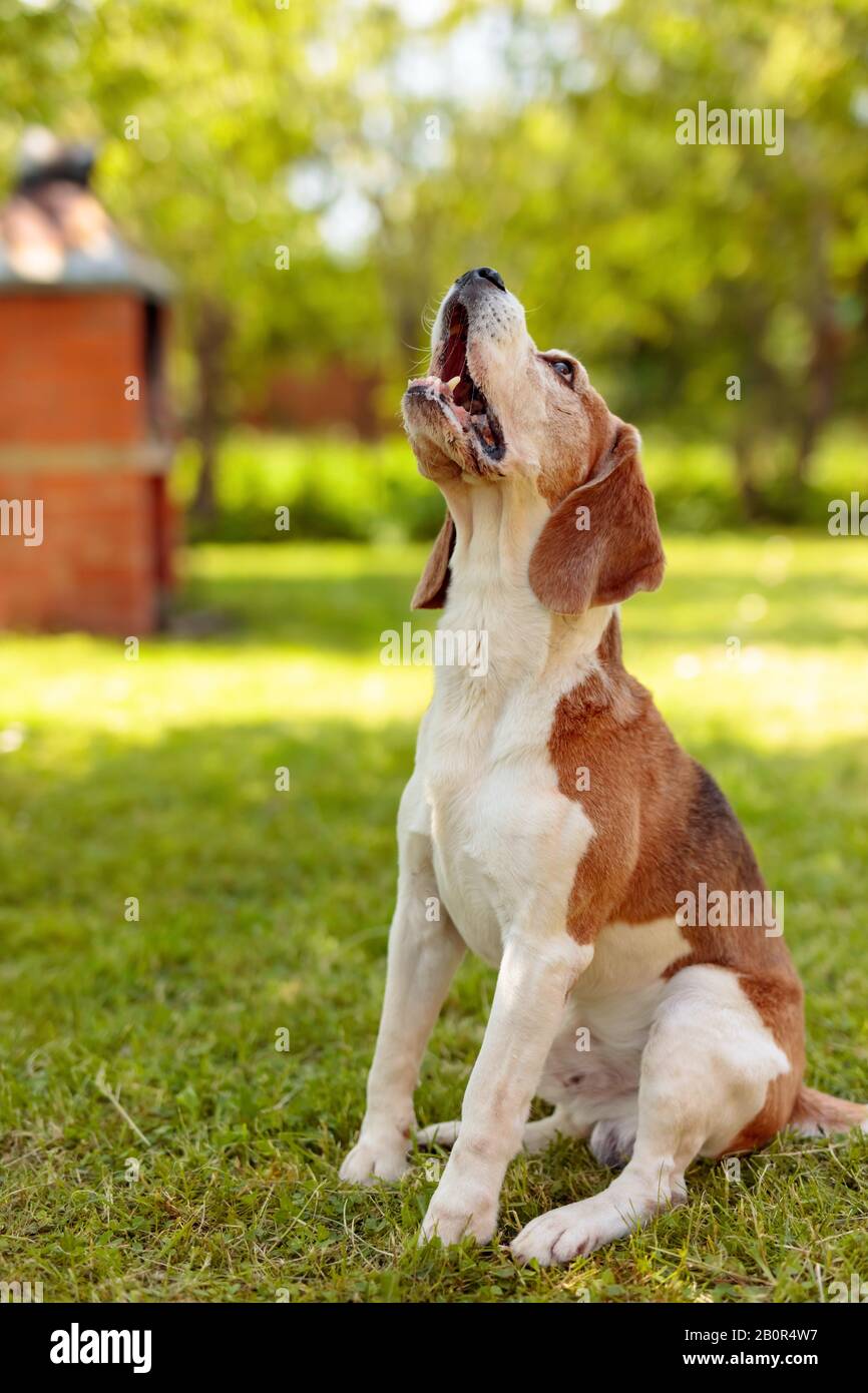 Why Do Beagles Howl