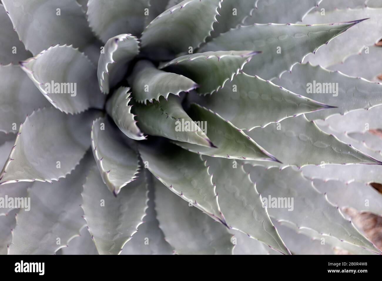 Agave applanata plant in the Botanical Garden (Fuveszkert) of Budapest ...