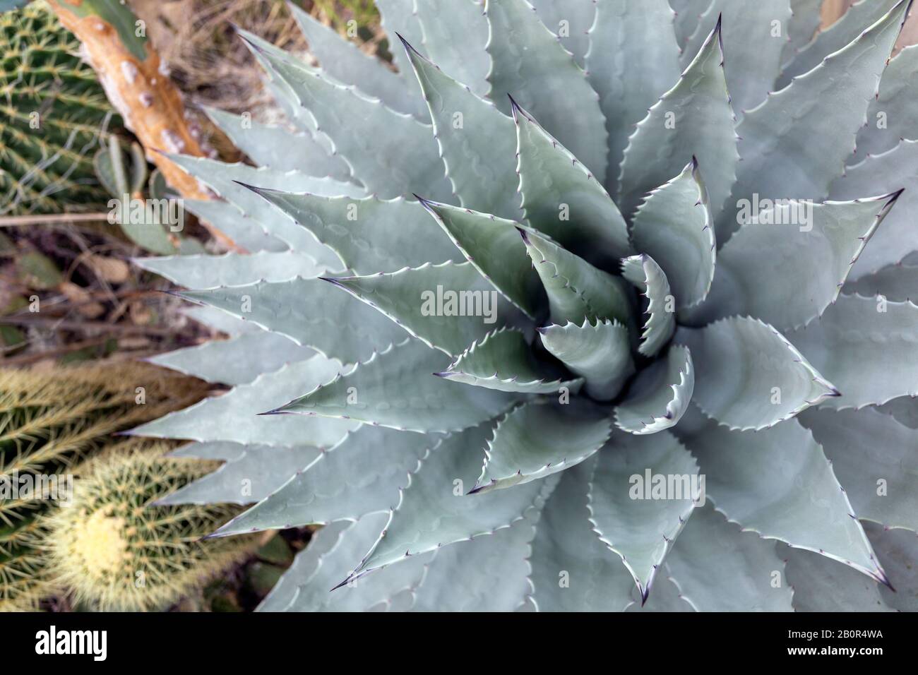 Agave applanata hi-res stock photography and images - Alamy