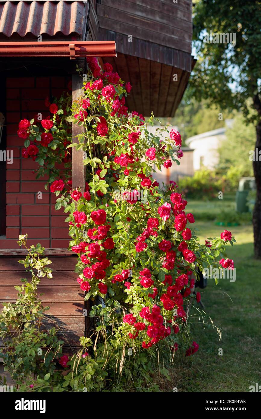 Beautiful roses near village house hi-res stock photography and images ...