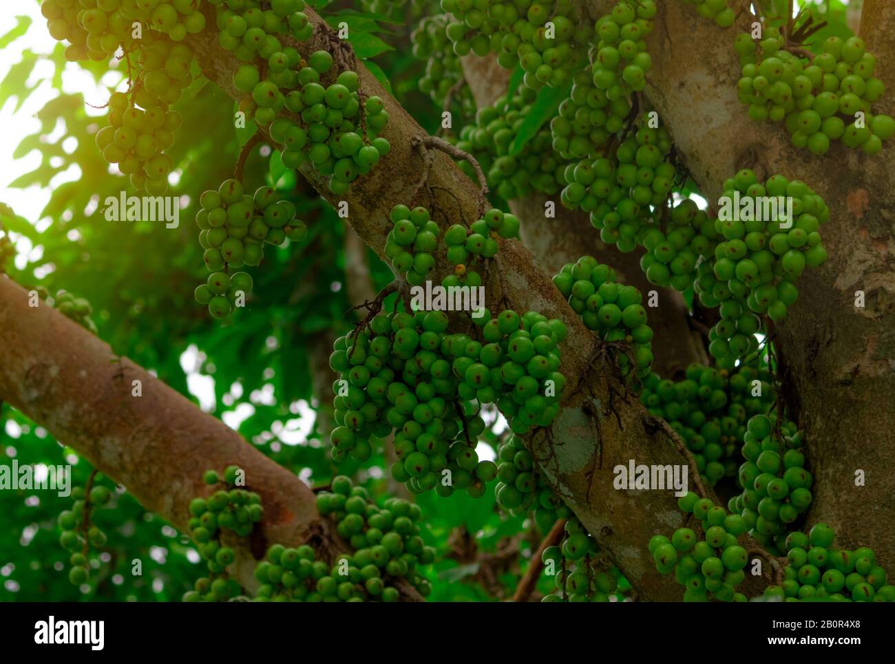 Cluster of wild figs hi-res stock photography and images - Alamy