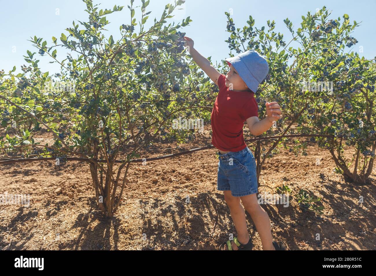 Boy picking blueberry hi-res stock photography and images - Alamy