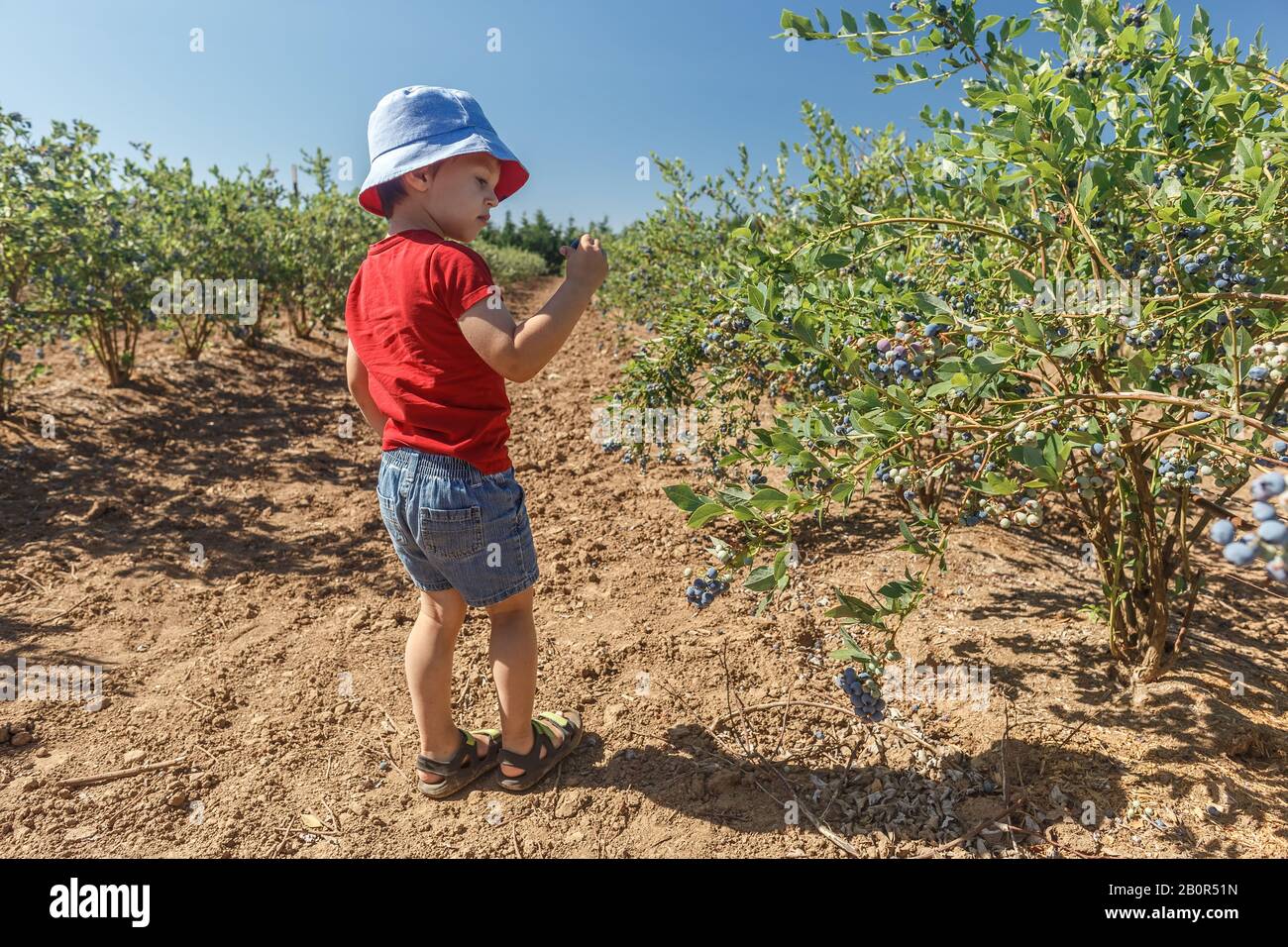 Gather blueberries hi-res stock photography and images - Alamy