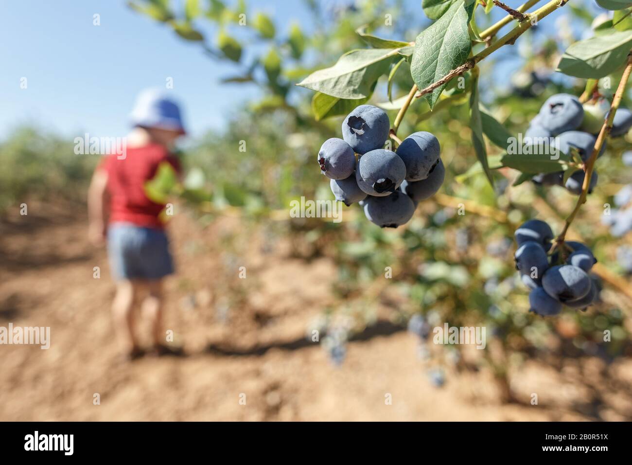 Little boy picking fresh blueberries on a farm Stock Photo - Alamy