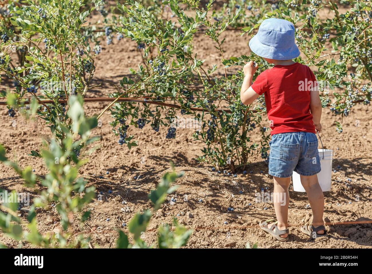 Little boy picking fresh blueberries on a farm Stock Photo - Alamy