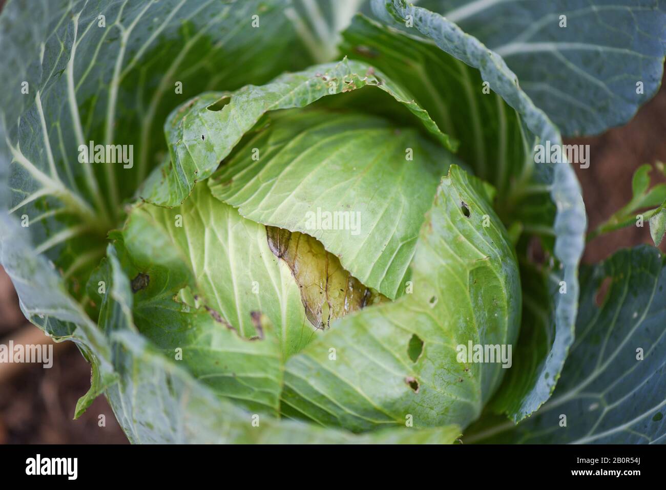 Rotten cabbage hi-res stock photography and images - Alamy Rotten cabbage hi-res stock photography and images - Alamy