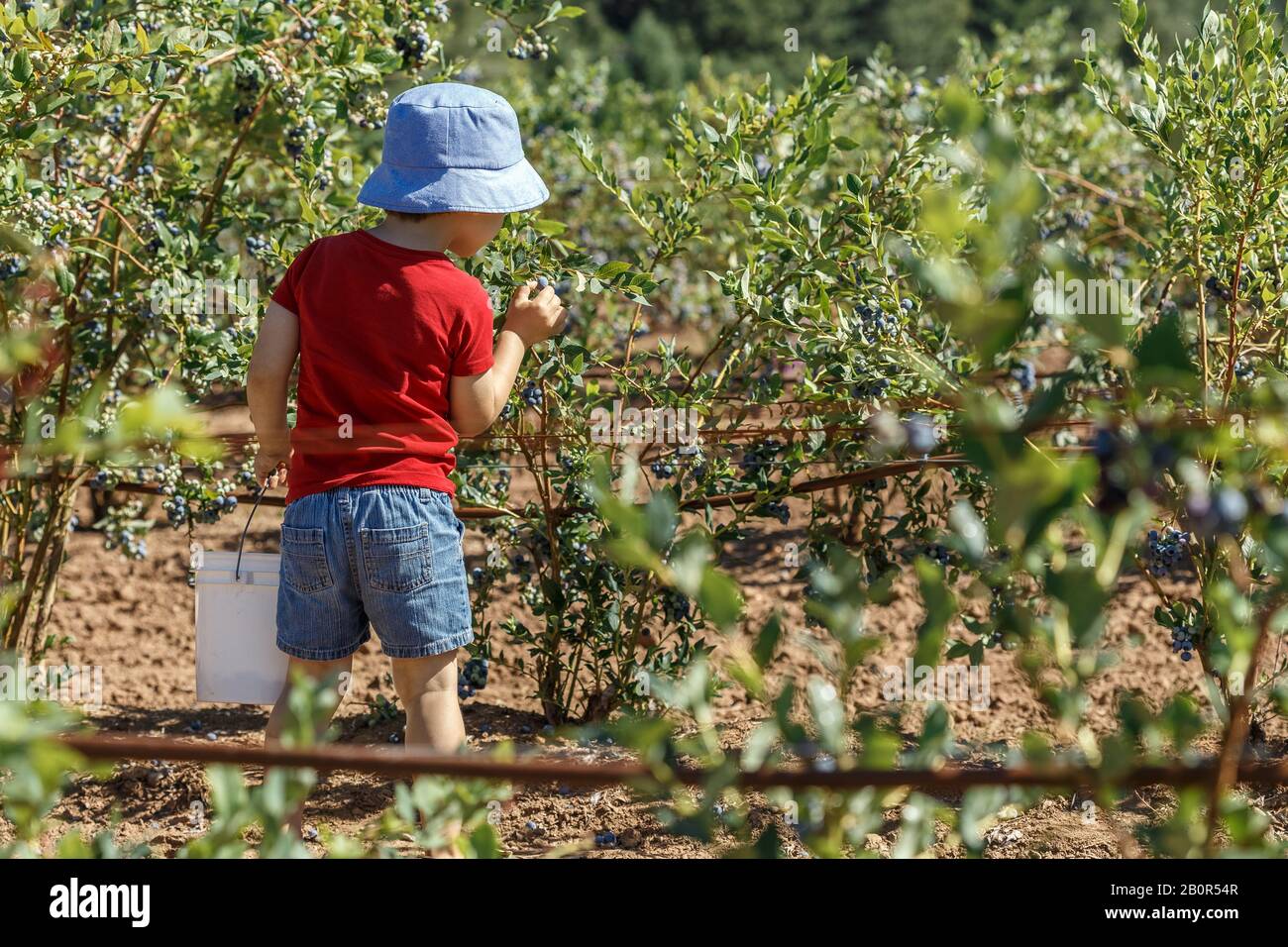 Little boy picking fresh blueberries on a farm Stock Photo - Alamy