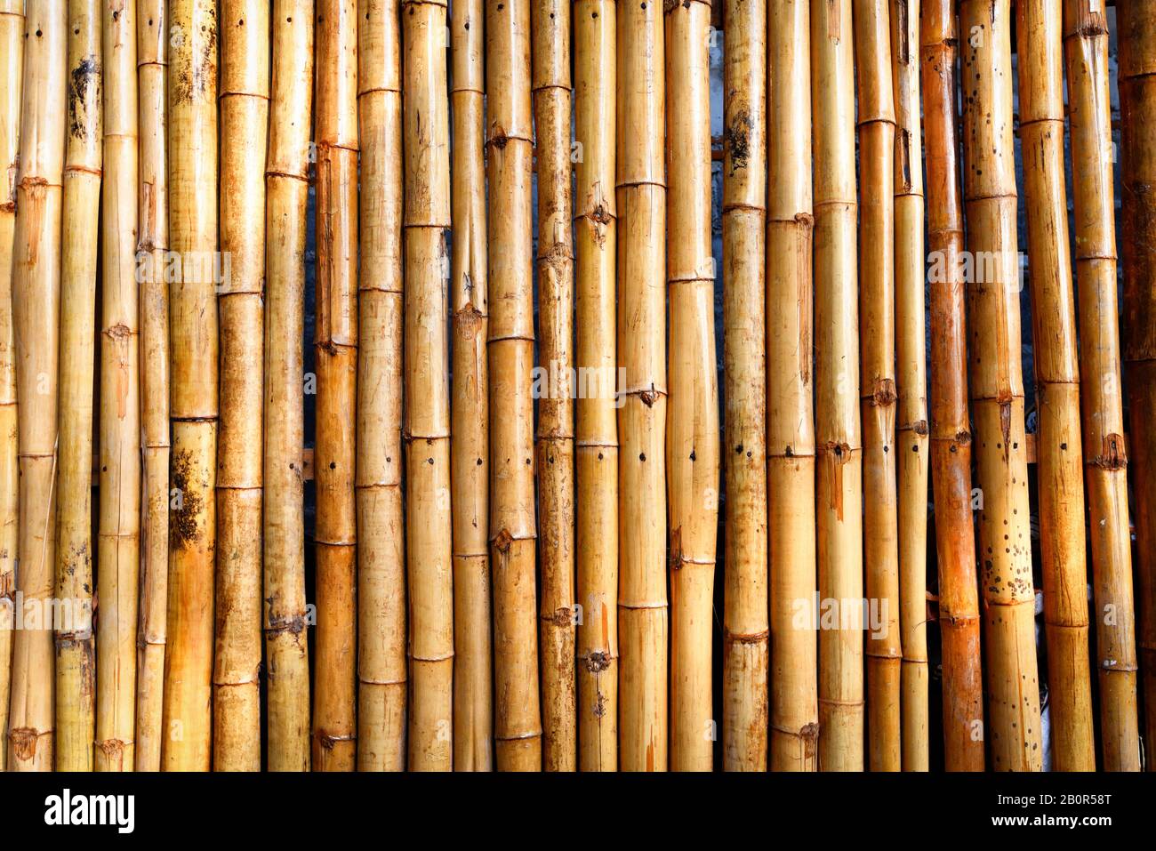 Fence bamboo texture / bamboo background Stock Photo - Alamy