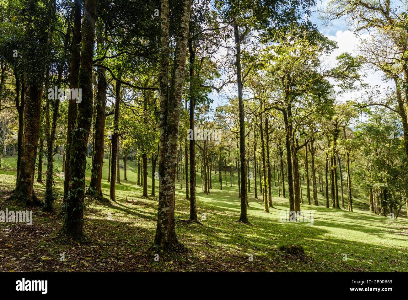 Trees at Kebun Raya Bali - Bali Botanical Garden in Bedugul, Tabanan ...