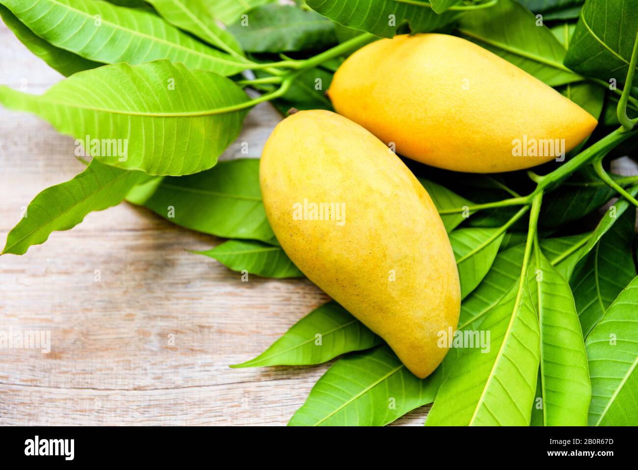 Cut mango from tree hi-res stock photography and images - Alamy