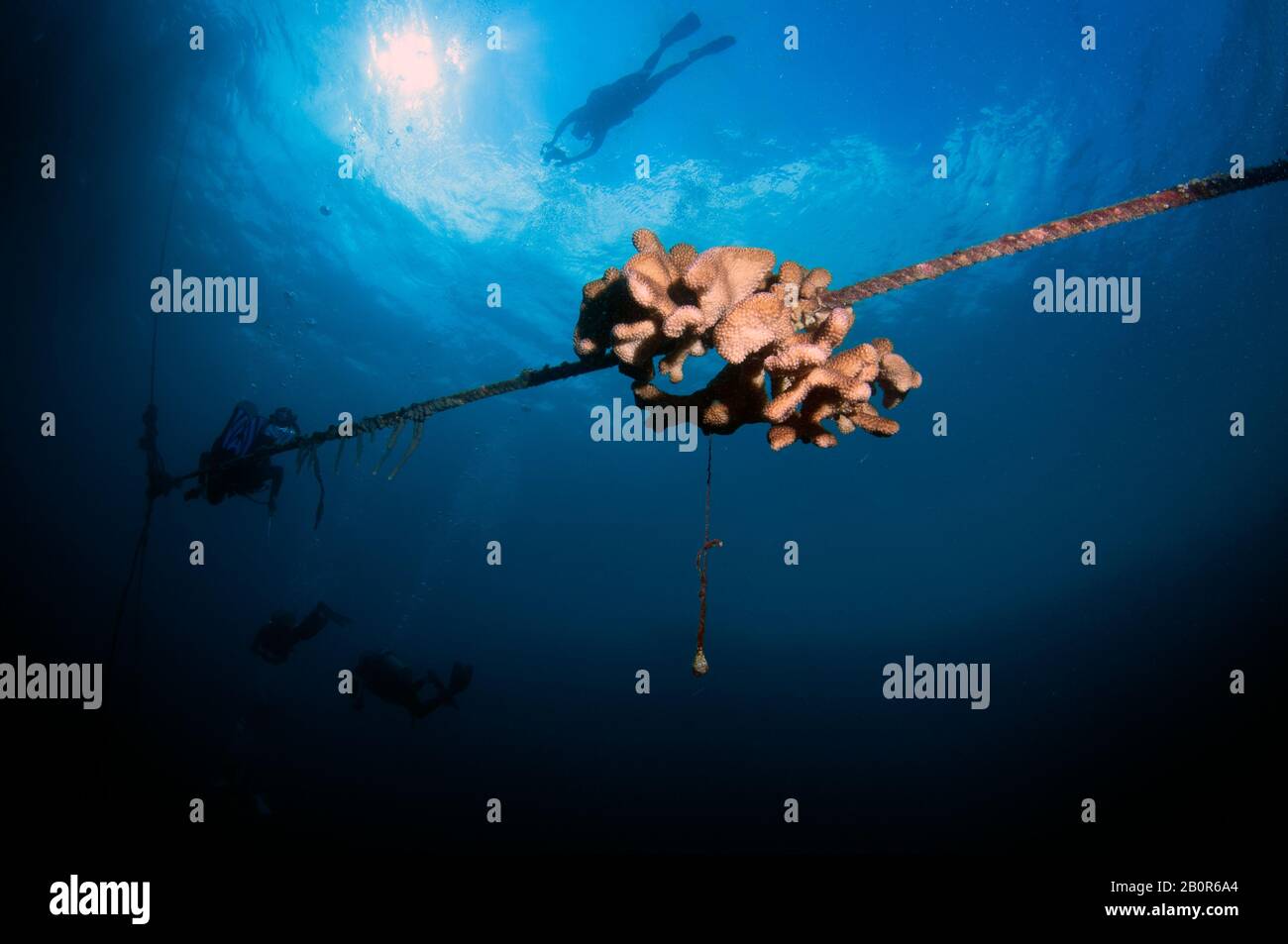 Soft coral, family Alcyoniidae, grows on an underwater rope, Sipadan ...