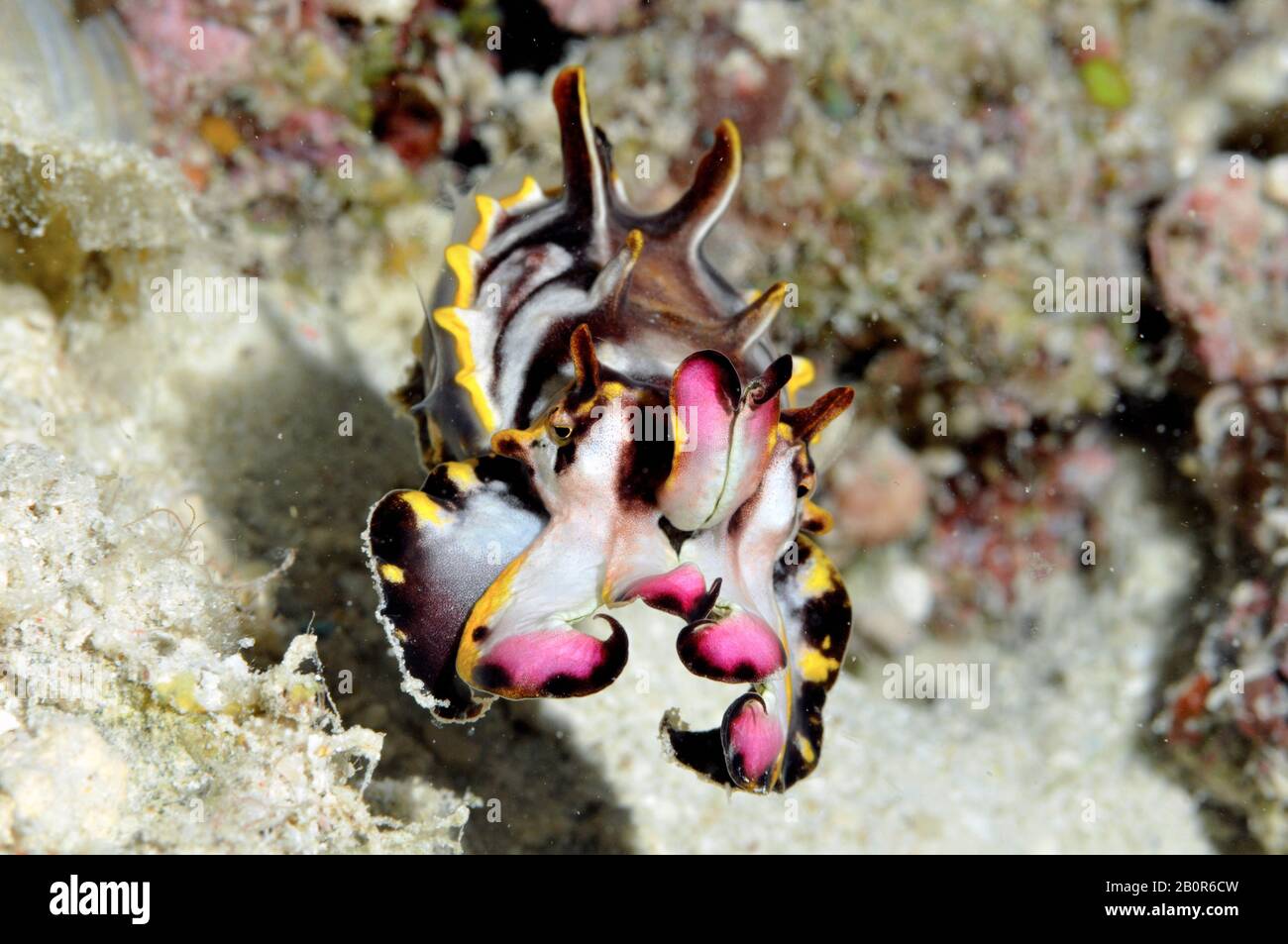 Mantle fish pattern hi-res stock photography and images - Alamy