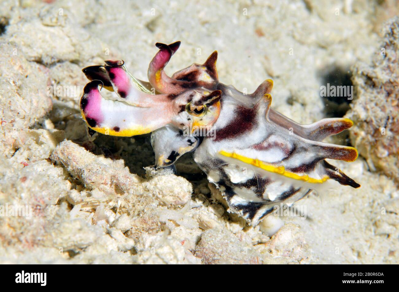 Flamboyant cuttlefish, Metasepia pfefferi, Kapalai House Reef, Kapalai ...