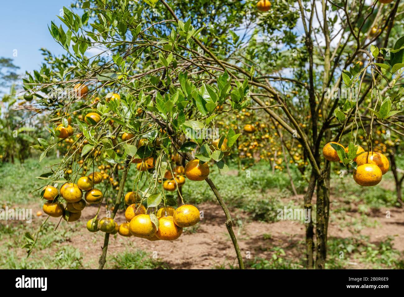 Citrus farm hi-res stock photography and images - Alamy