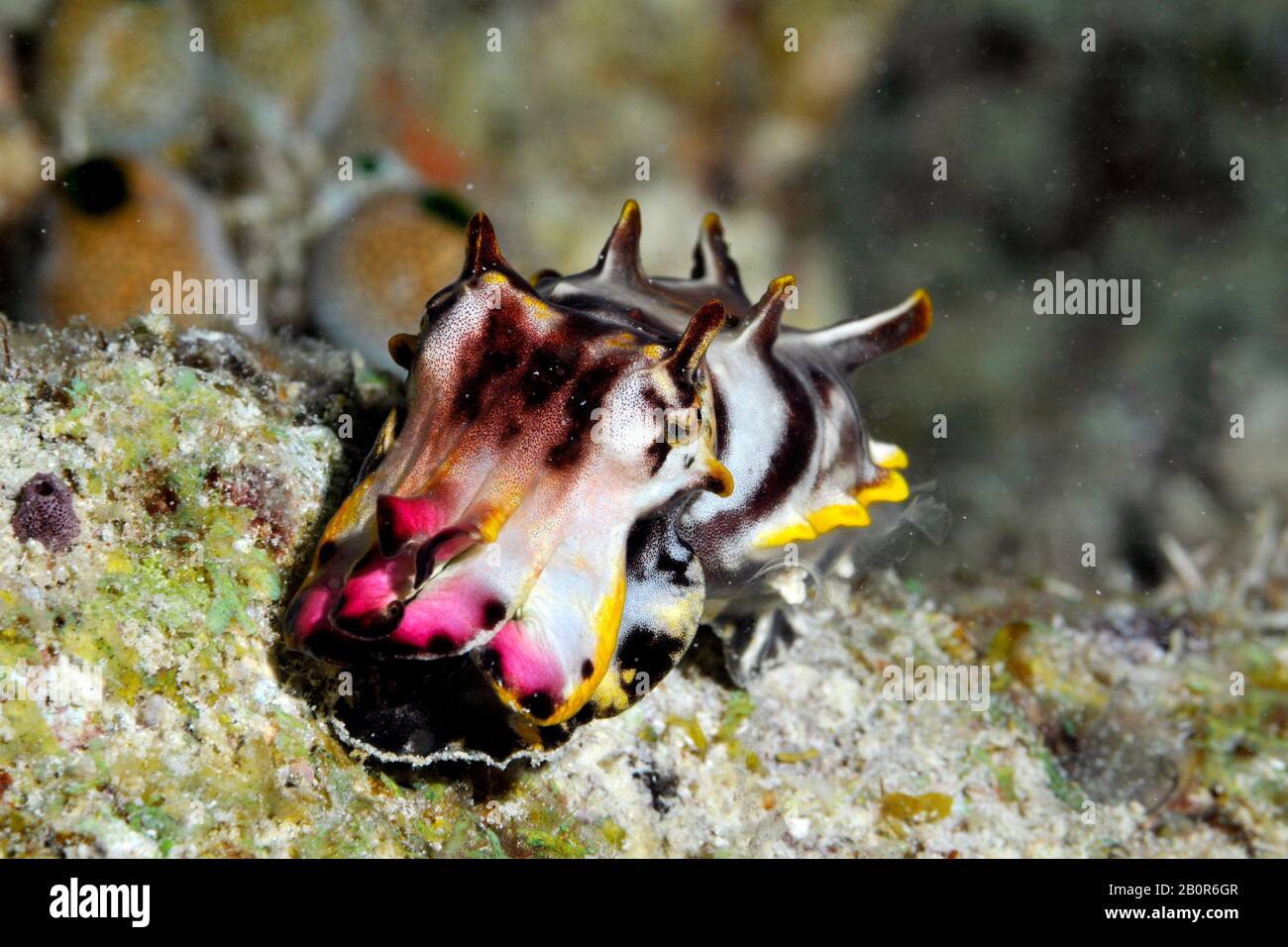 Mantle fish pattern hi-res stock photography and images - Alamy