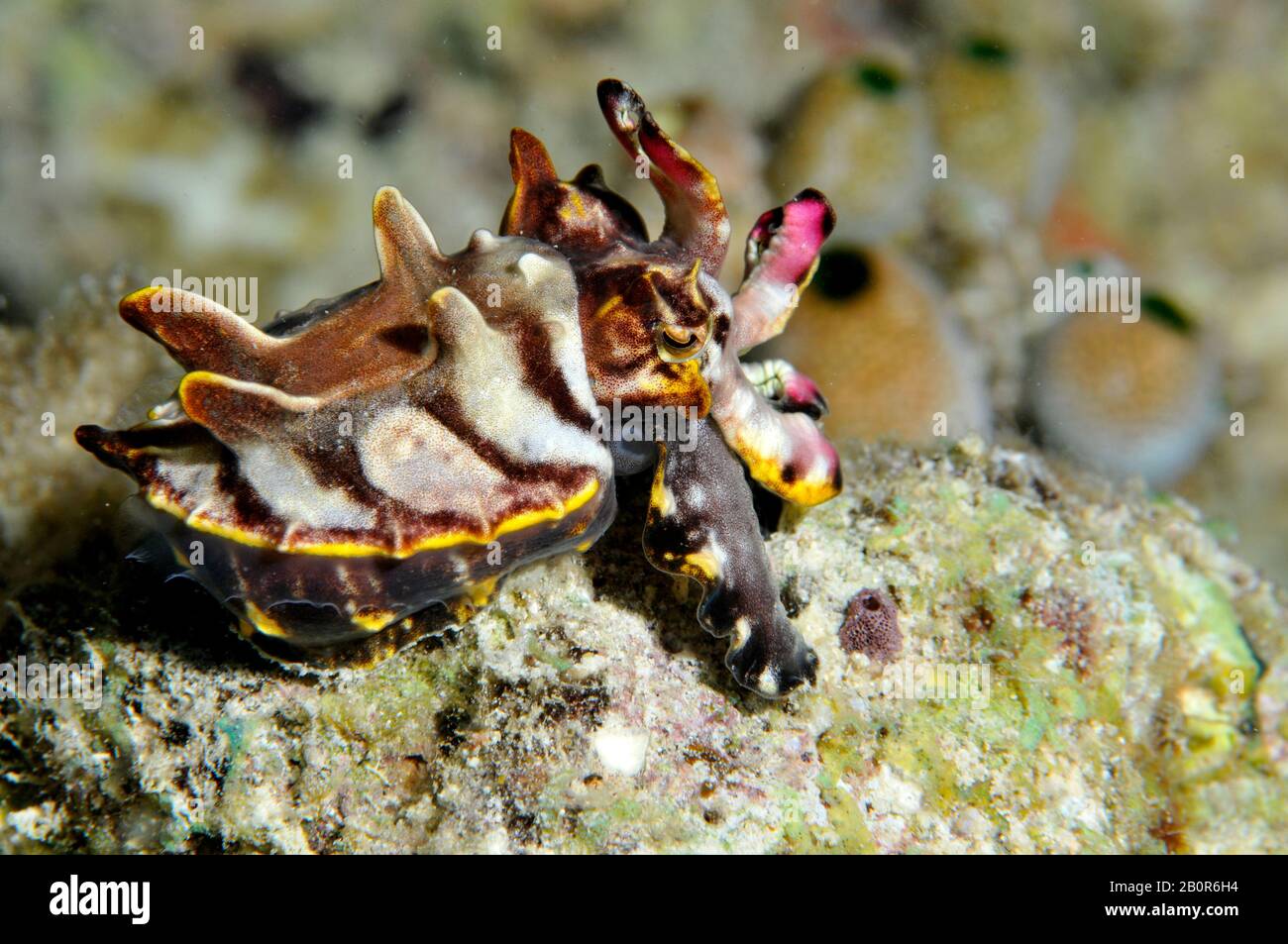 Flamboyant cuttlefish, Metasepia pfefferi Stock Photo - Alamy