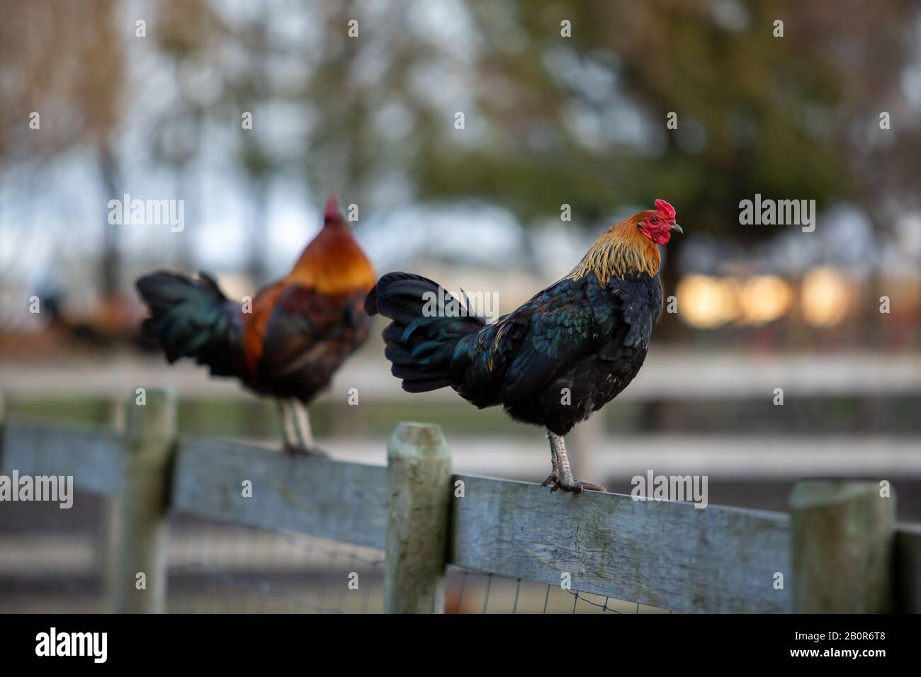 Roosters at the farm Stock Photo - Alamy