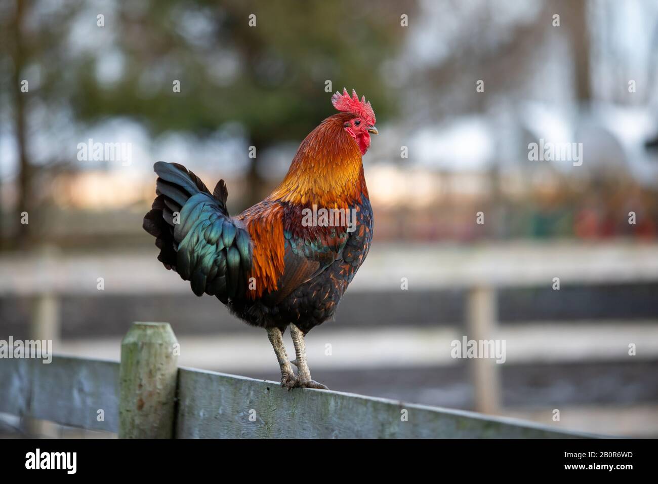 Roosters at the farm Stock Photo - Alamy