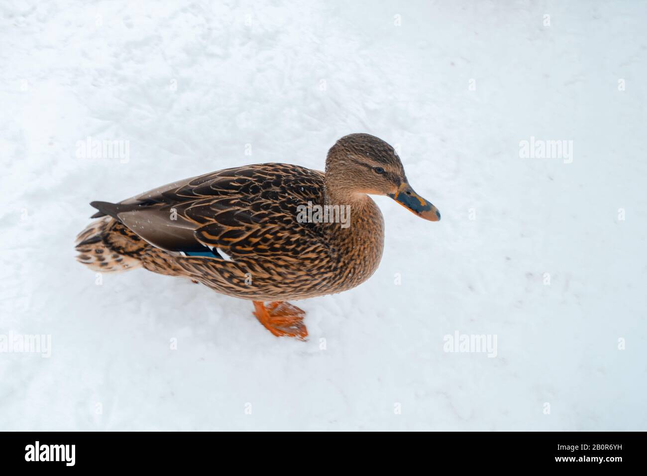 Hungry duck hi-res stock photography and images - Alamy