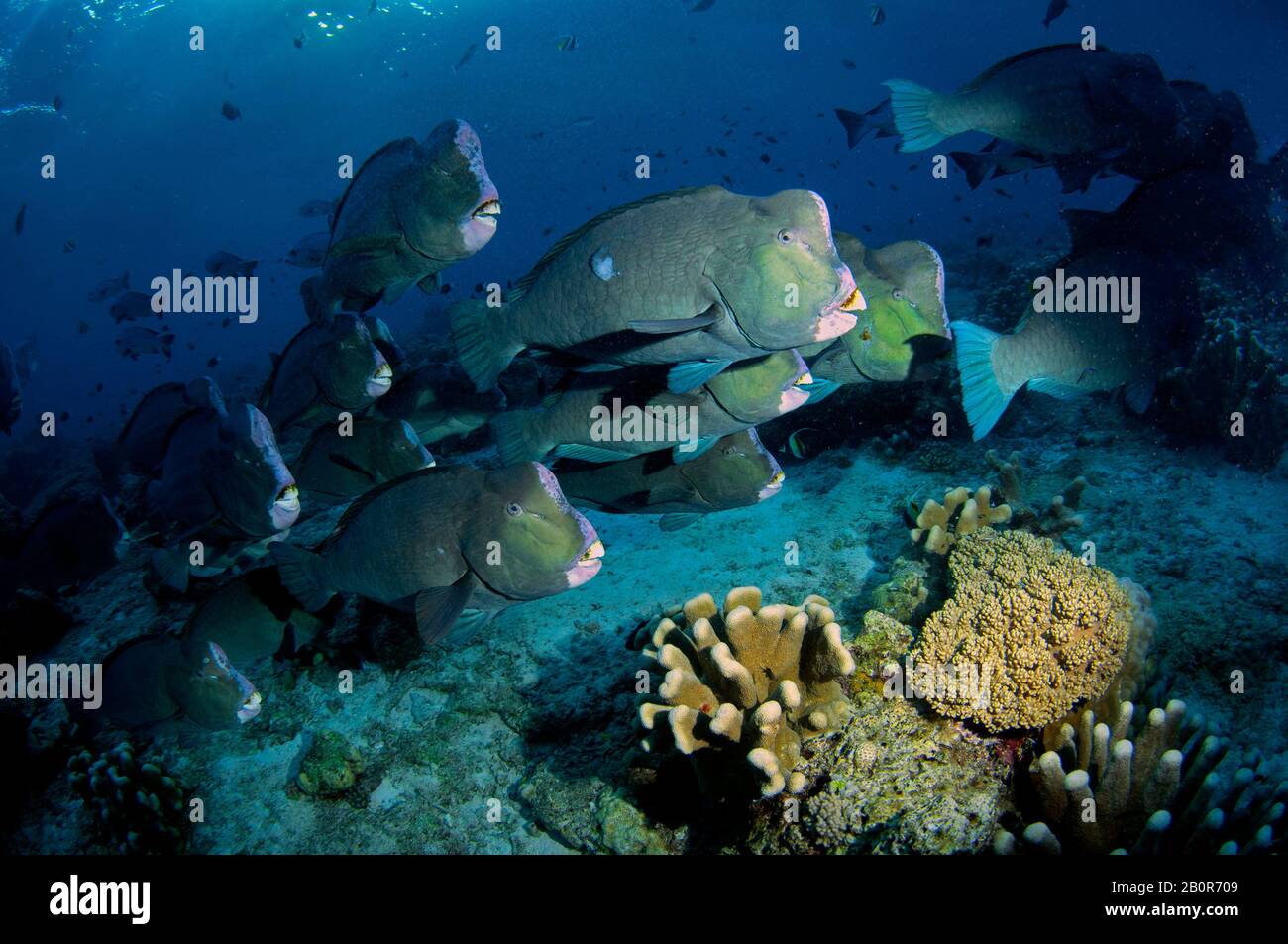 Bumphead Parrotfish Teeth