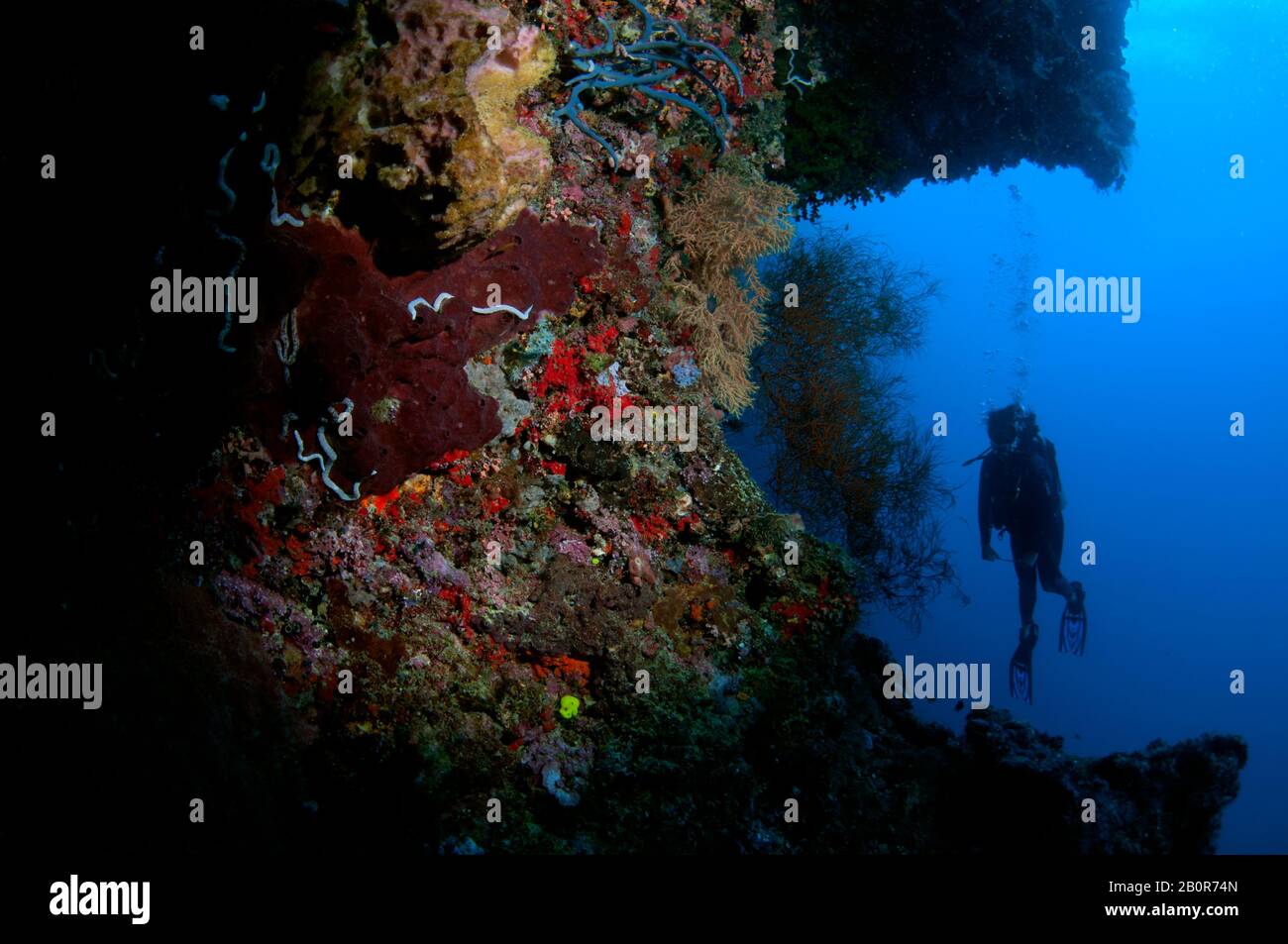 Scuba diver observes a biodiverse coral reef, Sipadan island, Malaysia ...
