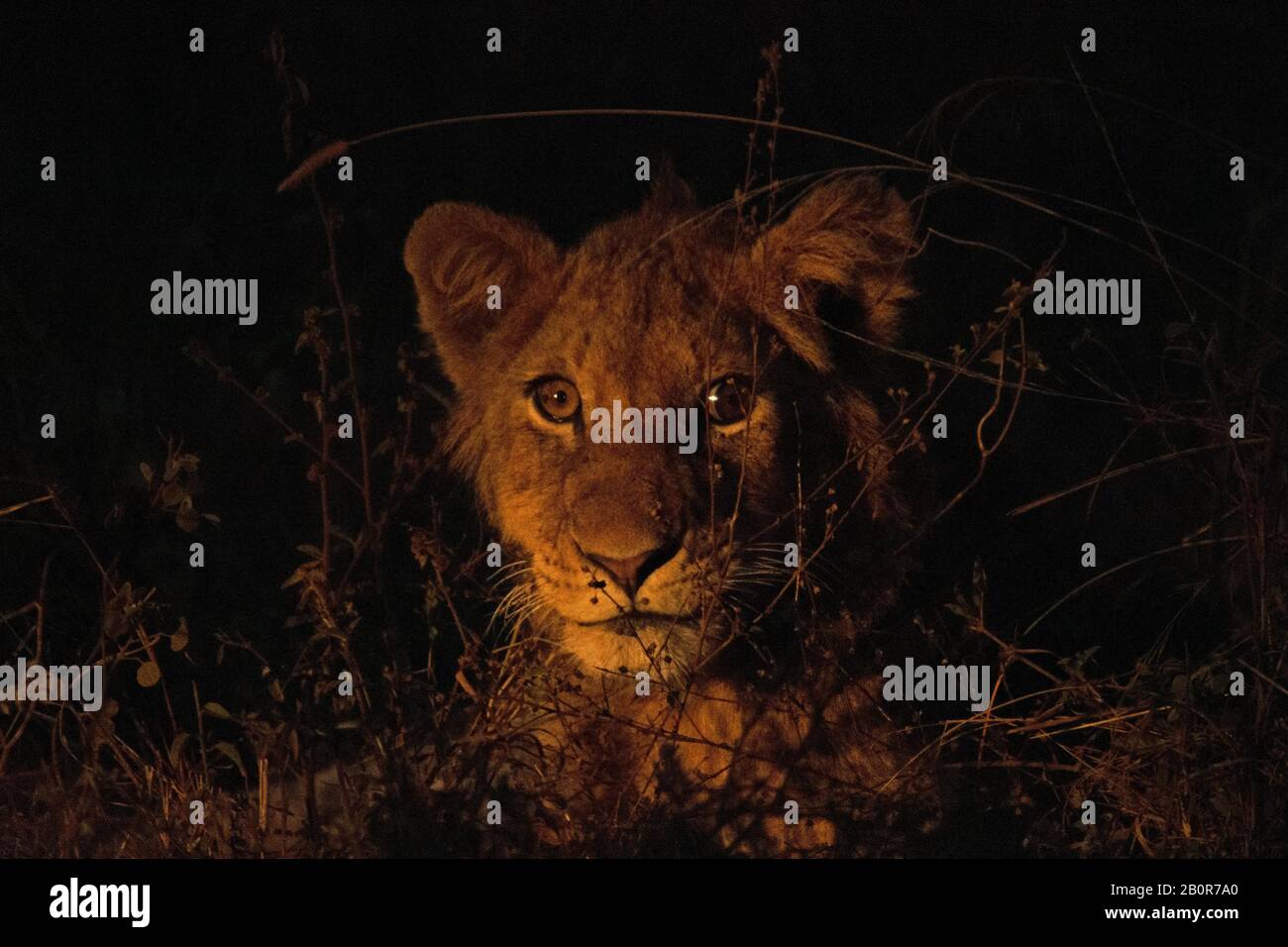 Lion hunting night hi-res stock photography and images - Alamy