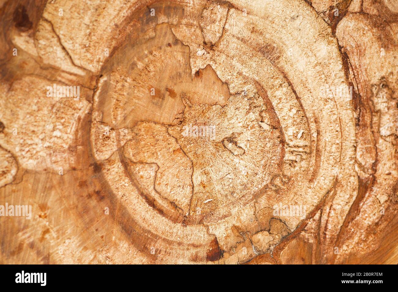 texture of cut tree macro. the wood is close. background Stock Photo ...