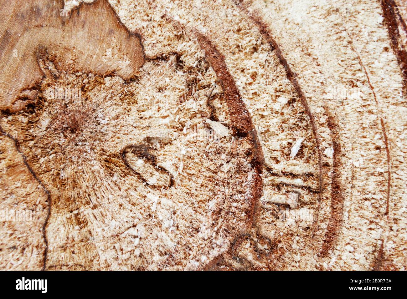 texture of cut tree macro. the wood is close. background Stock Photo ...