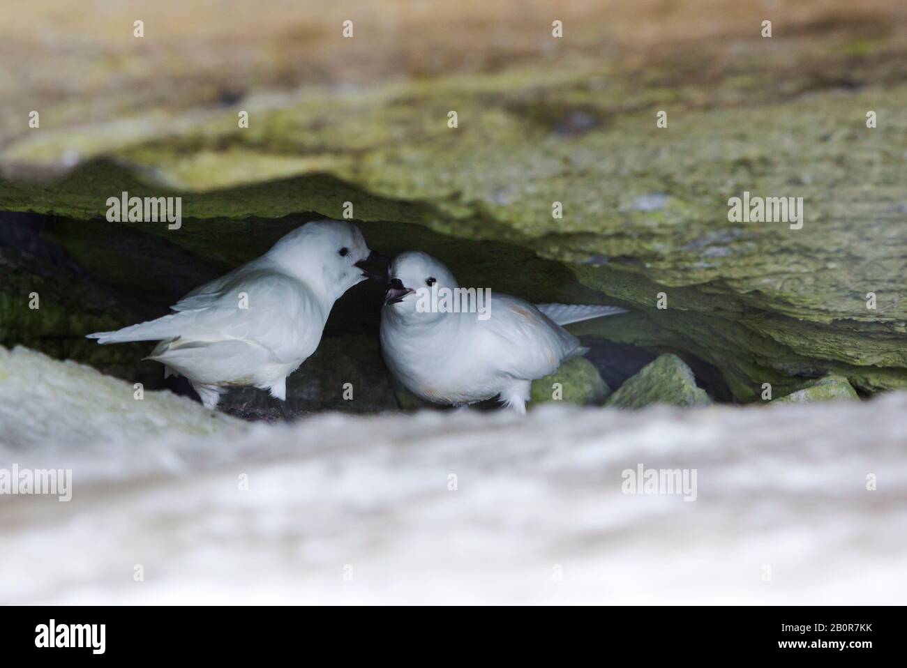 Antarctic petrels nesting hi-res stock photography and images - Alamy