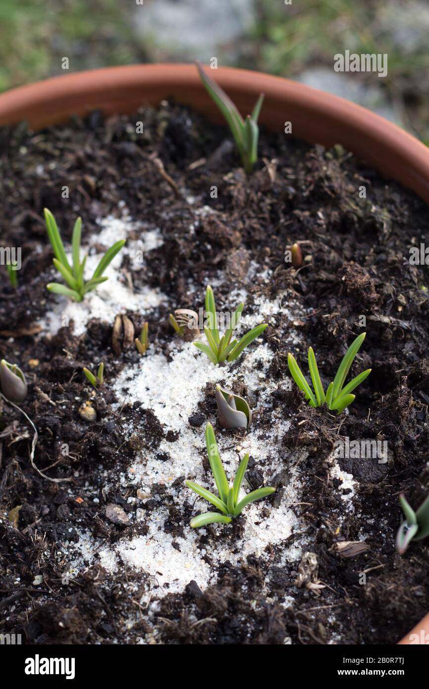 Small flower bulbs in soil hi-res stock photography and images - Alamy