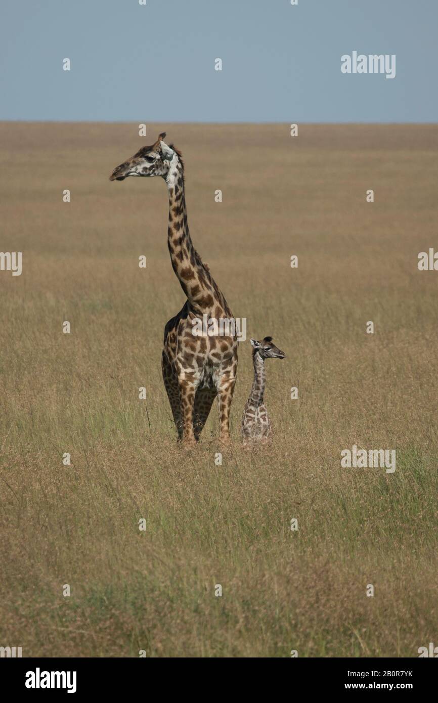 Mother And Baby Giraffe Running