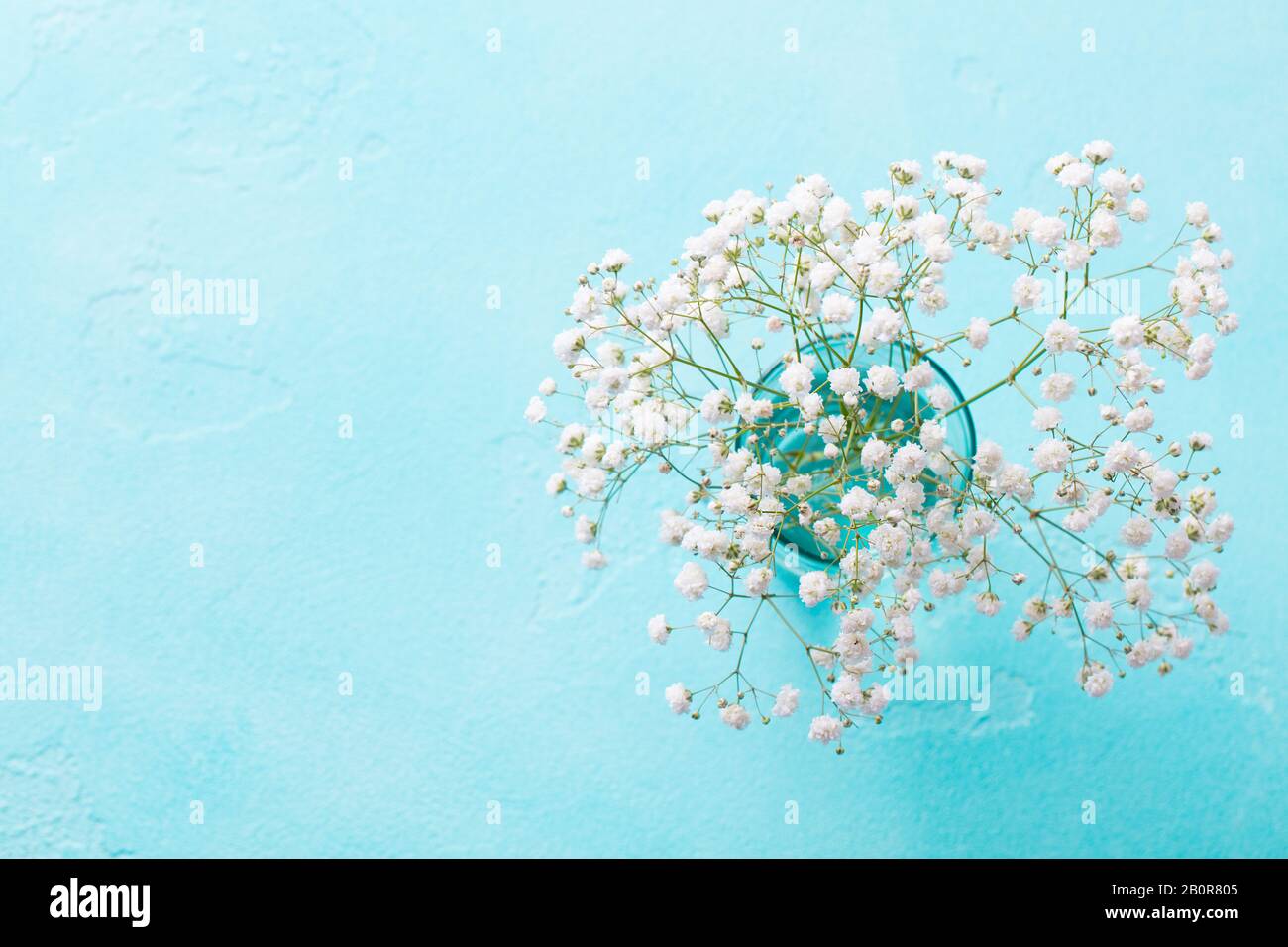 Baby breath plant hi-res stock photography and images - Alamy