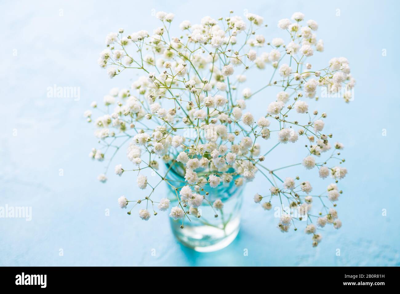 Gypsophila, baby breath flowers in glass vase on blue background. Close ...