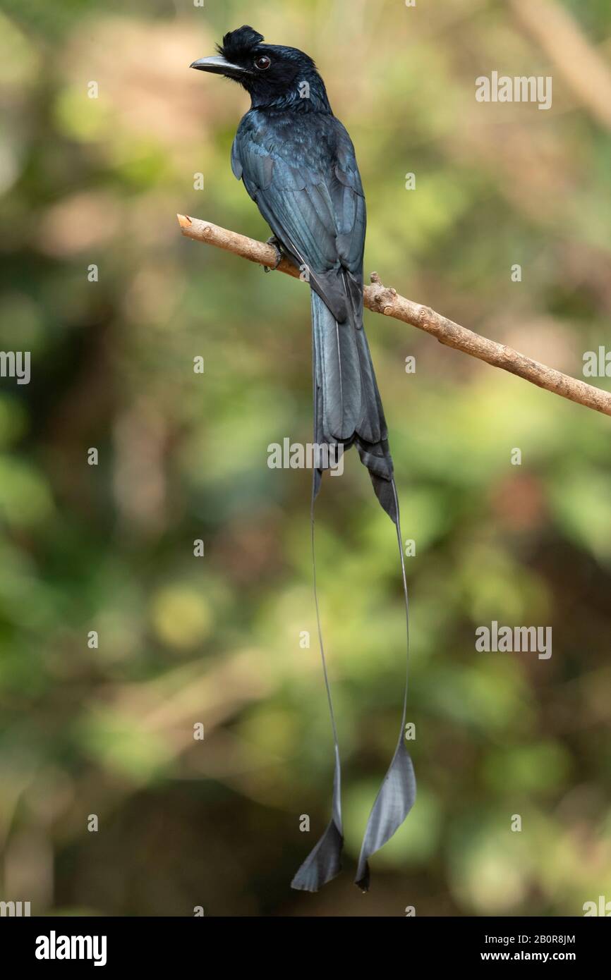 Greater Racket Tailed Drongo, Dicrurus paradiseus, Salim Ali Bird ...