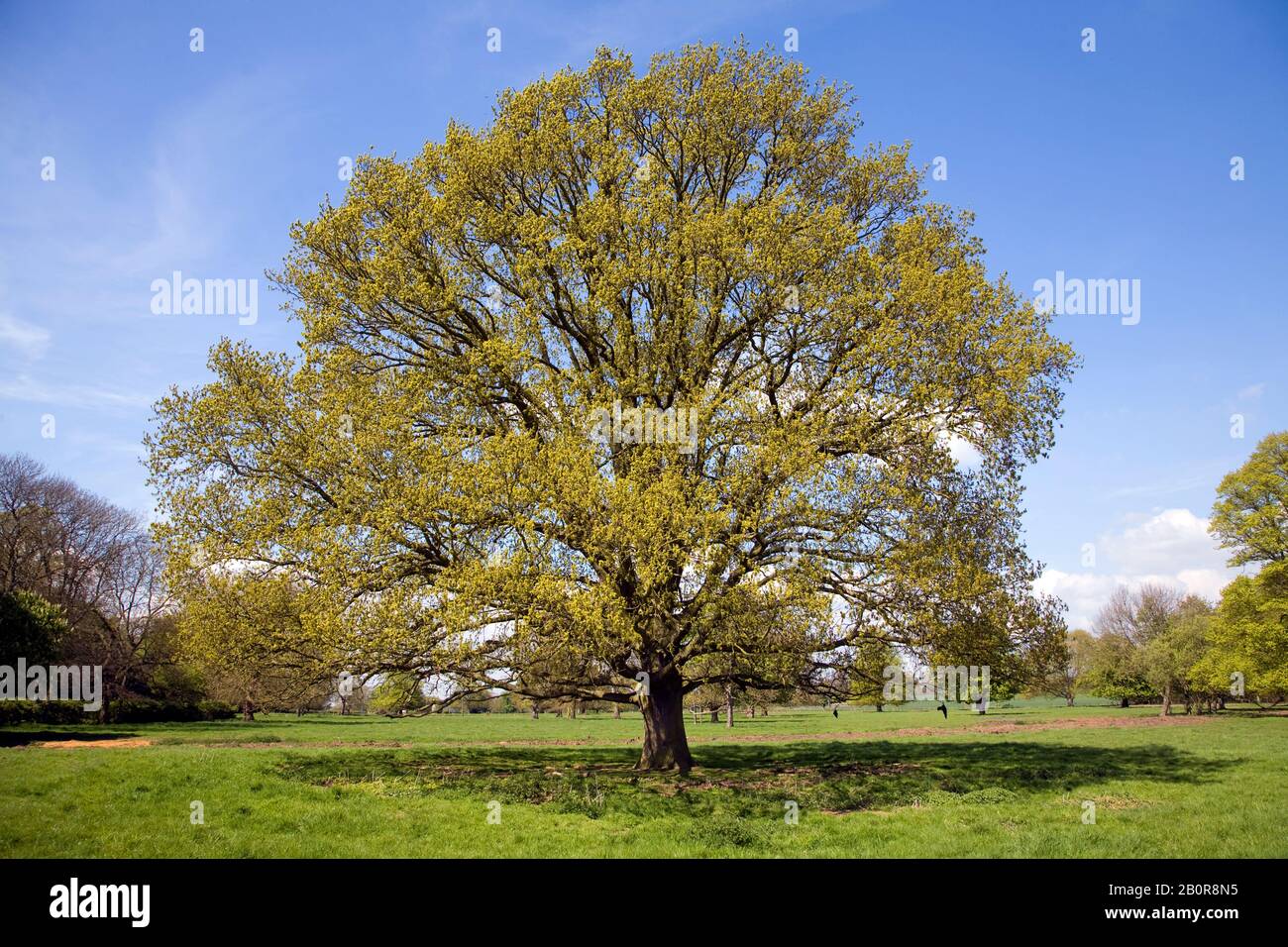 Oak tree, Quercus robur, with early summer leaf in May, Sutton, Suffolk ...