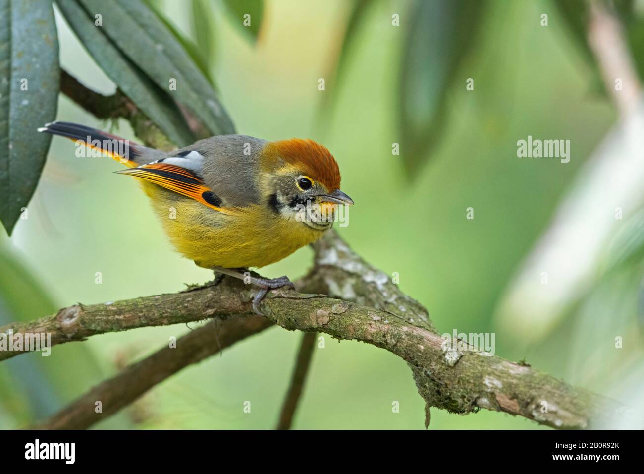 Bar throated minla, Actinodura strigula, Singalila National Park ...