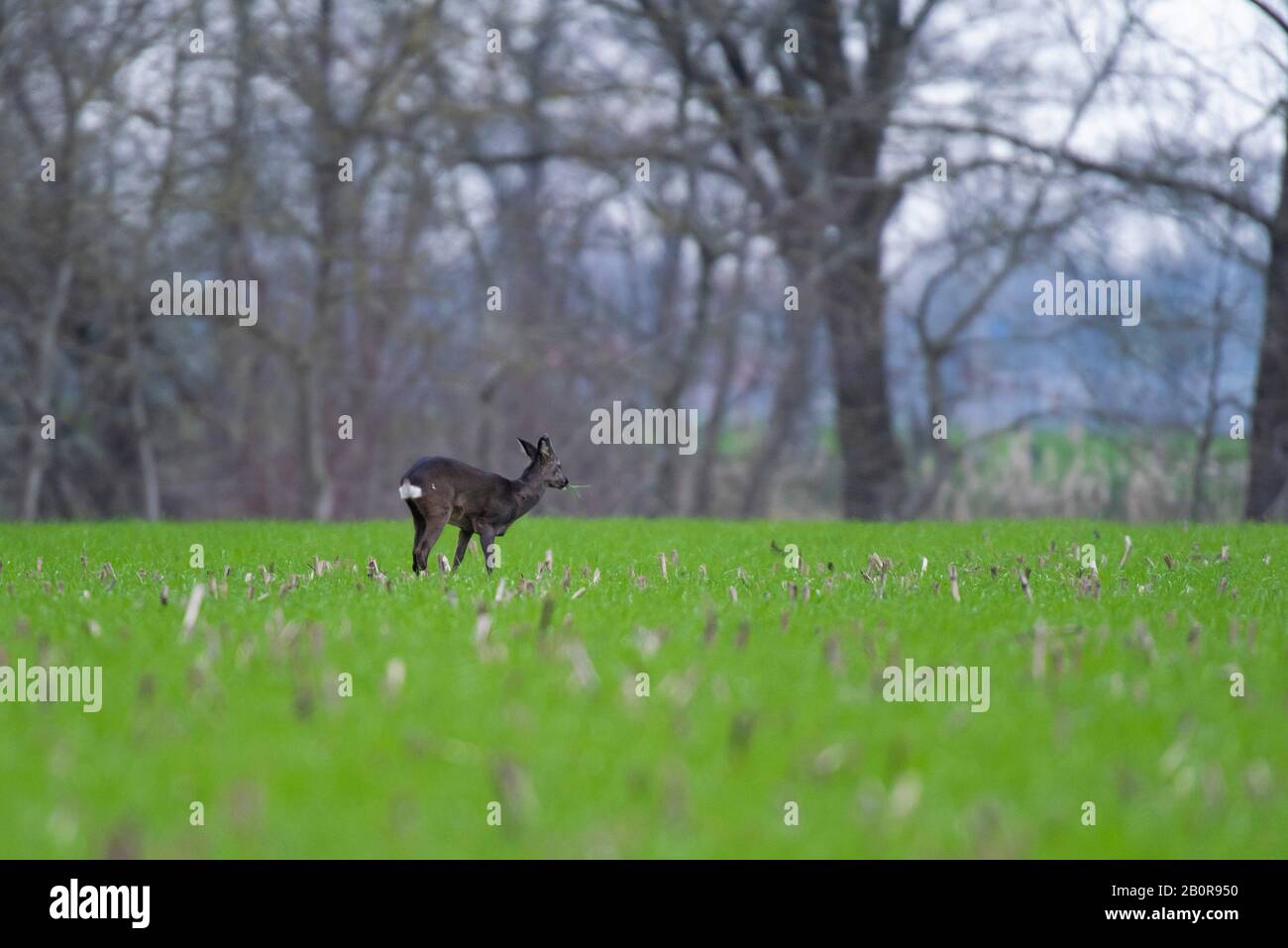 Young roebuck grazing bushes in hi-res stock photography and images - Alamy