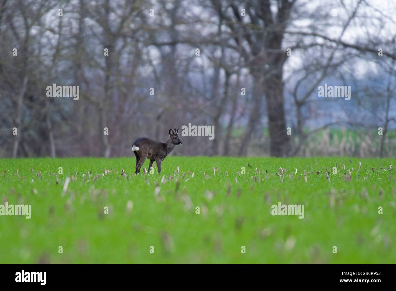 Young roebuck grazing bushes in hi-res stock photography and images - Alamy