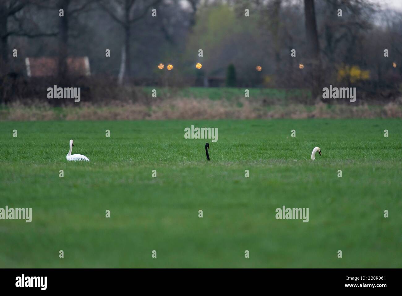 Two white and one black swan in meadow Stock Photo - Alamy