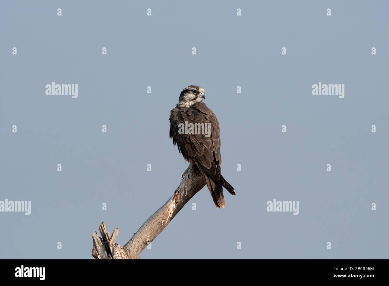 Laggar falcon, Falco jugger, Blackbuck National Park, Velavadar ...