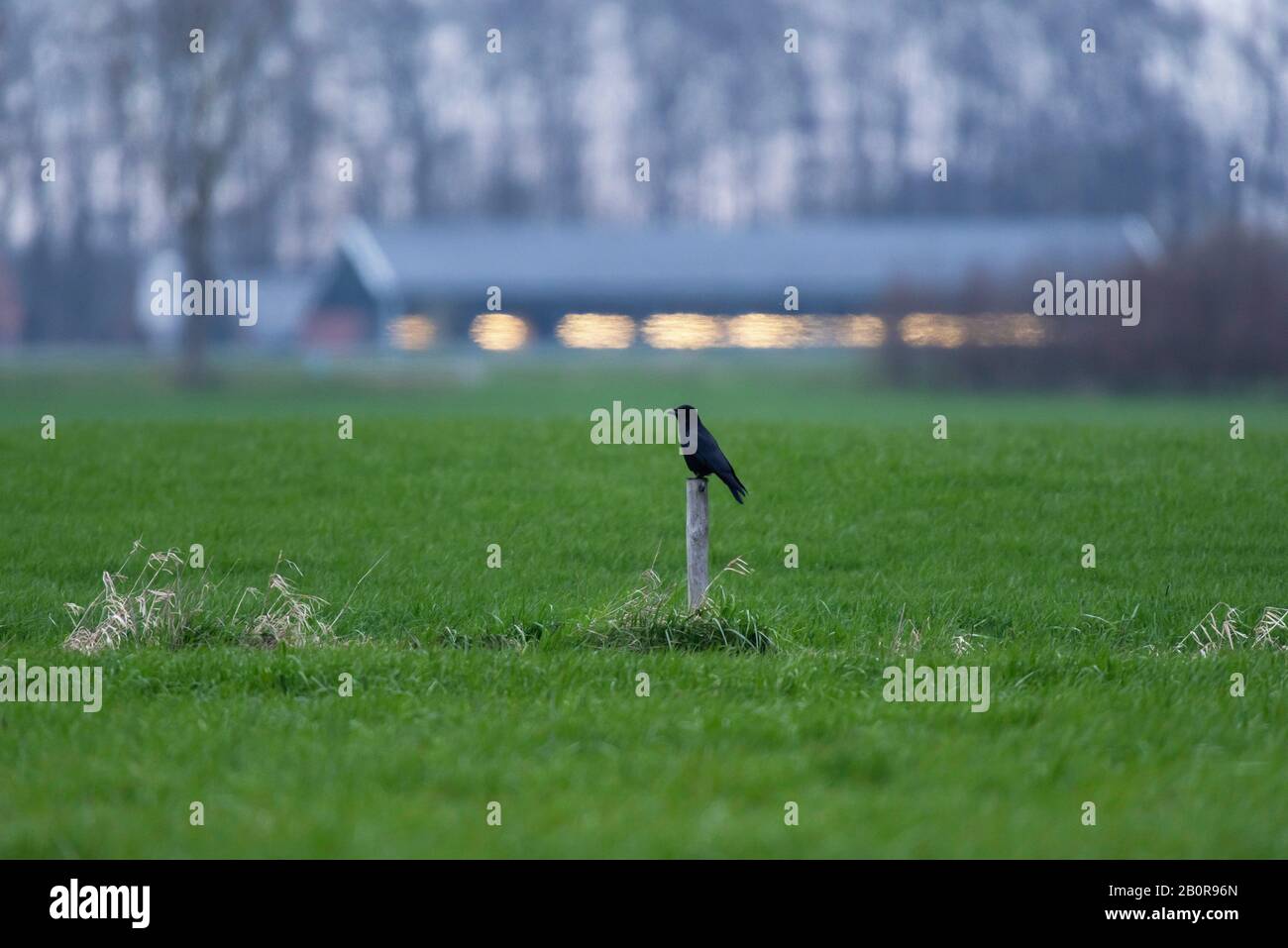 Crow perched on fence pole in farmland. Blurred cattle barn in ...